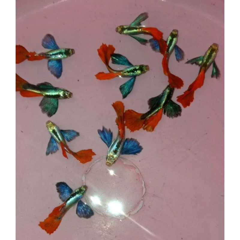Jual Guppy PRTDE ( platinum red tail dumbo ear) | Shopee Indonesia