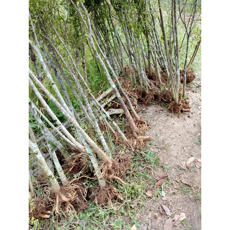 Jual Bahan bonsai anting putri besar-+ setang cangkul tinggi potongan ...