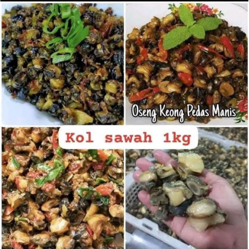 Jual kol sawah/keong sawah mentah berat 1 kg murah enak dimasak ...