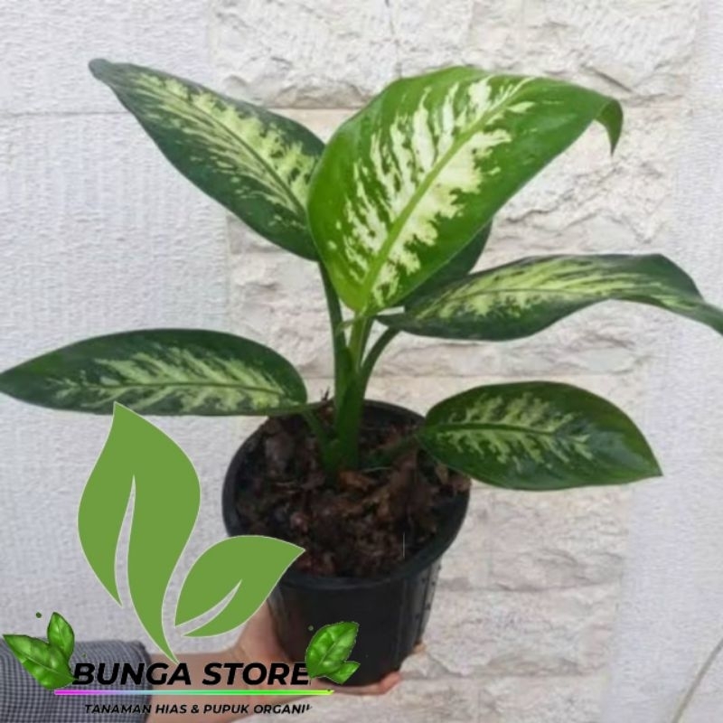 Jual ( BISA COD )Tanaman Hias Aglonema Srirejeki Diven Zebra Bunga Hias ...
