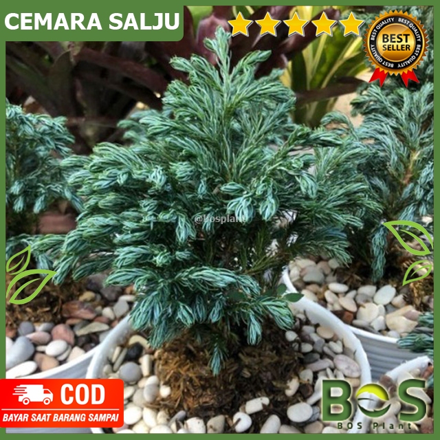 Jual Bosplant - Tanaman Hias Cemara Perak Pohon Cemara Mini Salju ...