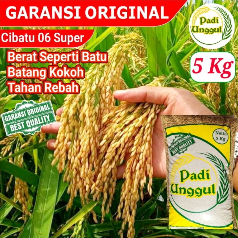 Jual Padi Unggul Benih Bibit Padi Cibatu 06 Super Original Berkualitas 5kg | Shopee Indonesia