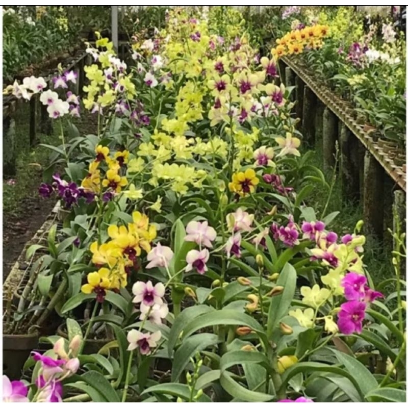 Jual Paket 3 pot rimbunan sudah pasti spike bunga random | Shopee Indonesia