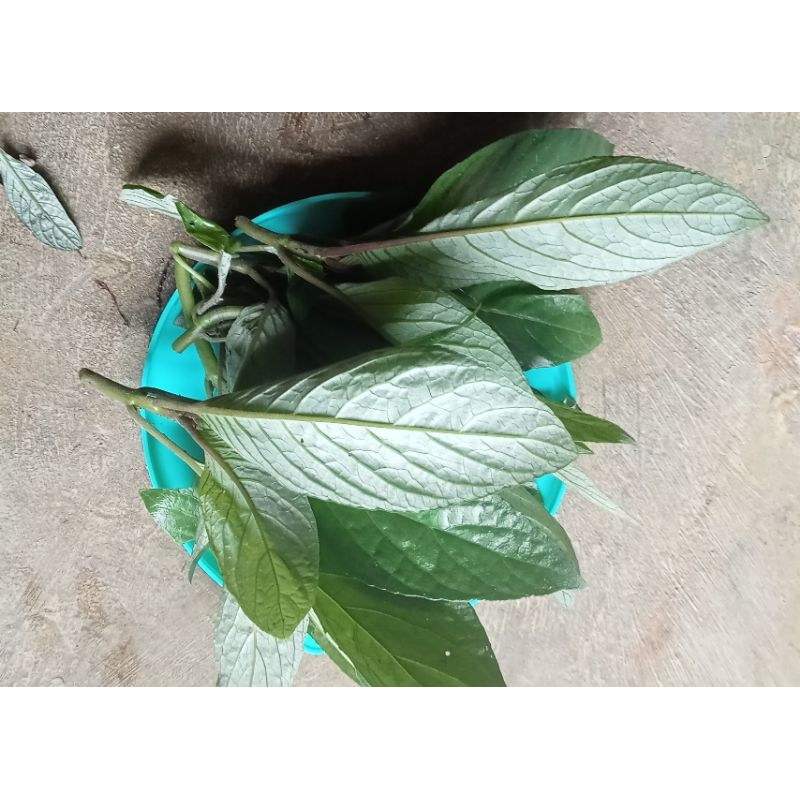 Jual daun rendeu lalapan /250gram | Shopee Indonesia