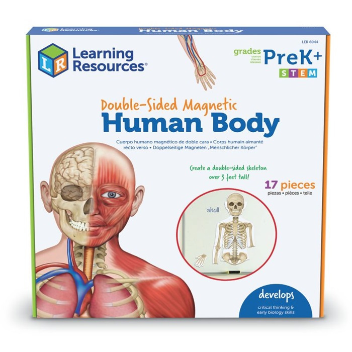 Jual Learning Resources Double Sided Magnetic Human Body | Shopee Indonesia
