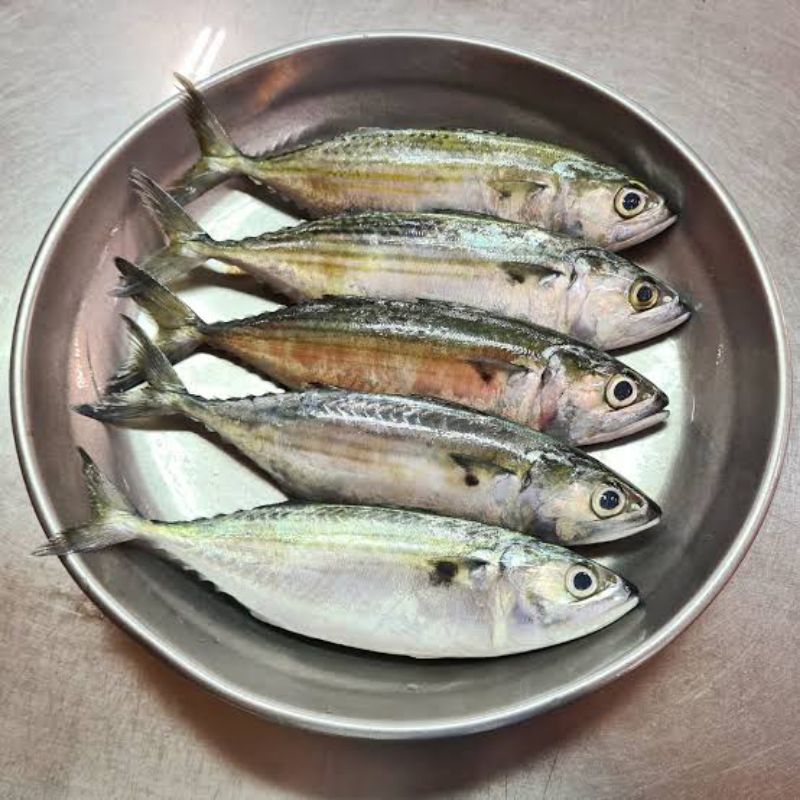 Jual Ikan Kembung Gepeng Segar / Ikan Kembung Segar Beku | Shopee Indonesia
