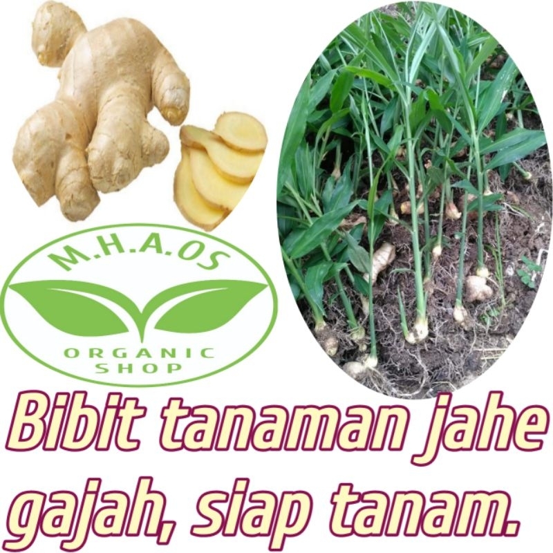 Jual Bibit jahe gajah,siap tanam. | Shopee Indonesia