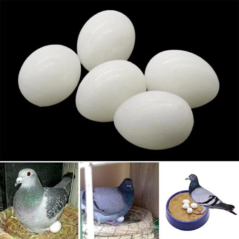 Jual TELUR MERPATI IMITASI (HARGA 1 PCS) | Shopee Indonesia