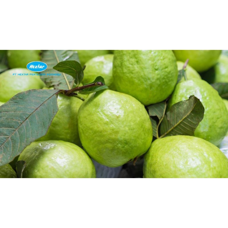 Jual Jambu Kristal Putih Fresh | Shopee Indonesia