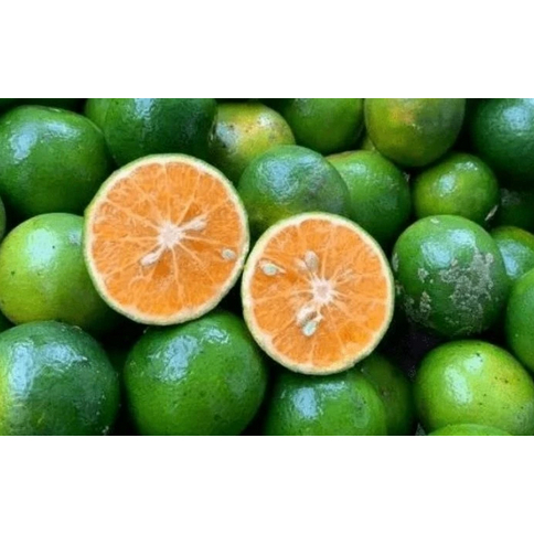 Jual Jeruk Peras Segar Jember ( untuk Es dan Jus Jeruk ) | Shopee Indonesia