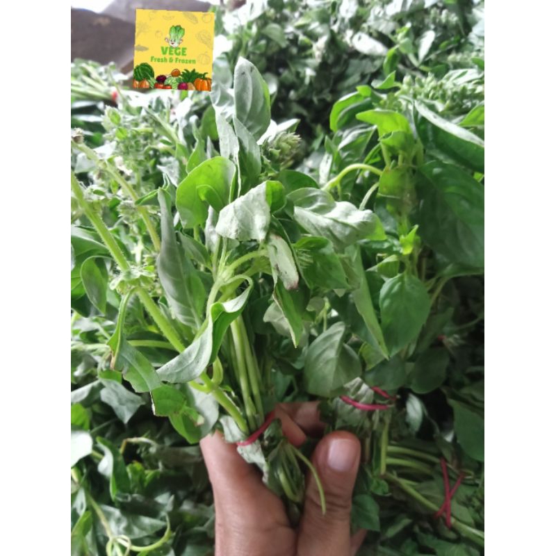 Jual Kemangi | Surawung | Daun kemangi 2 ikat | Shopee Indonesia