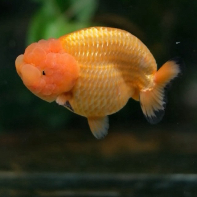 Jual Ikan Mas Koki Ranchu Jumbo Size 15-16 Cm Jambul Besar Super Cantik ...