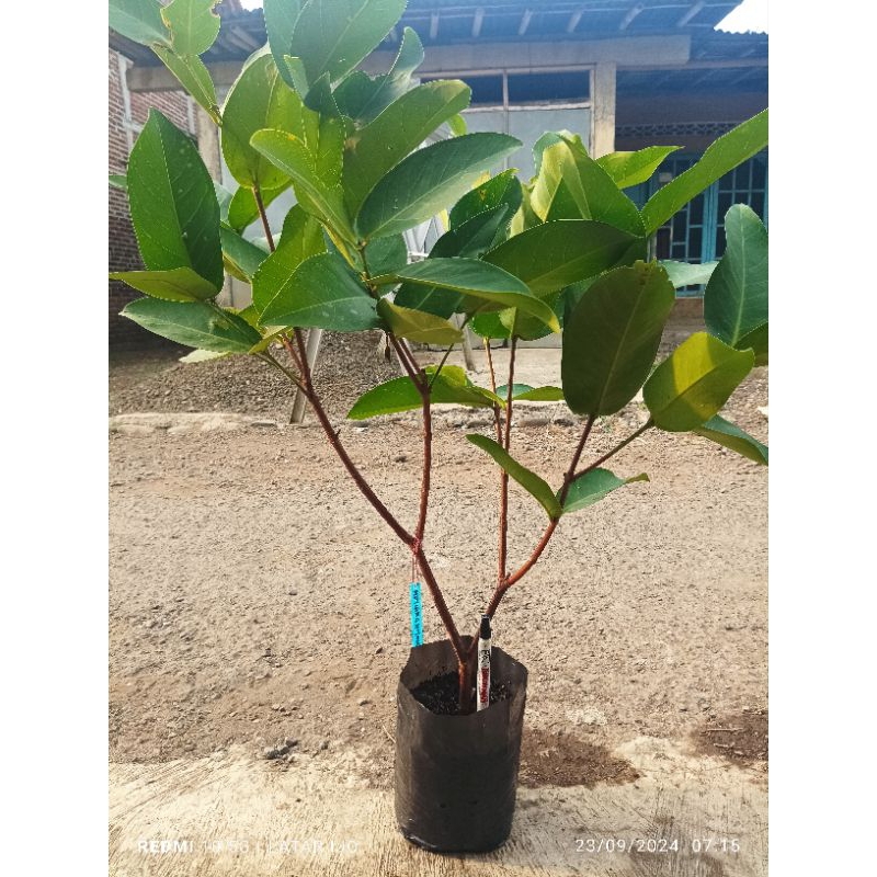 Jual cangkok jambu black pearl/mutiara hitam | Shopee Indonesia