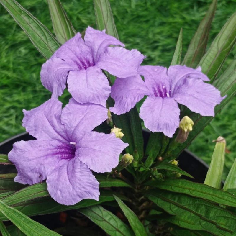 Jual Tanaman Hias Bunga RUellia Mini Umgu Ganda Rusa Kencana Ungu ...
