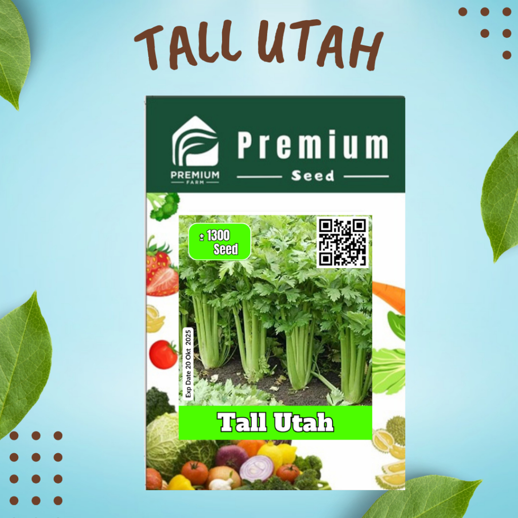 Jual BENIH BIBIT SELEDRI BATANG BESAR TALL UTAH CELERY PREMIUM SEED ...