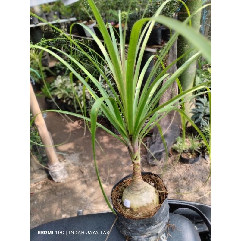 Jual palem nolina,bahan bonsai | Shopee Indonesia