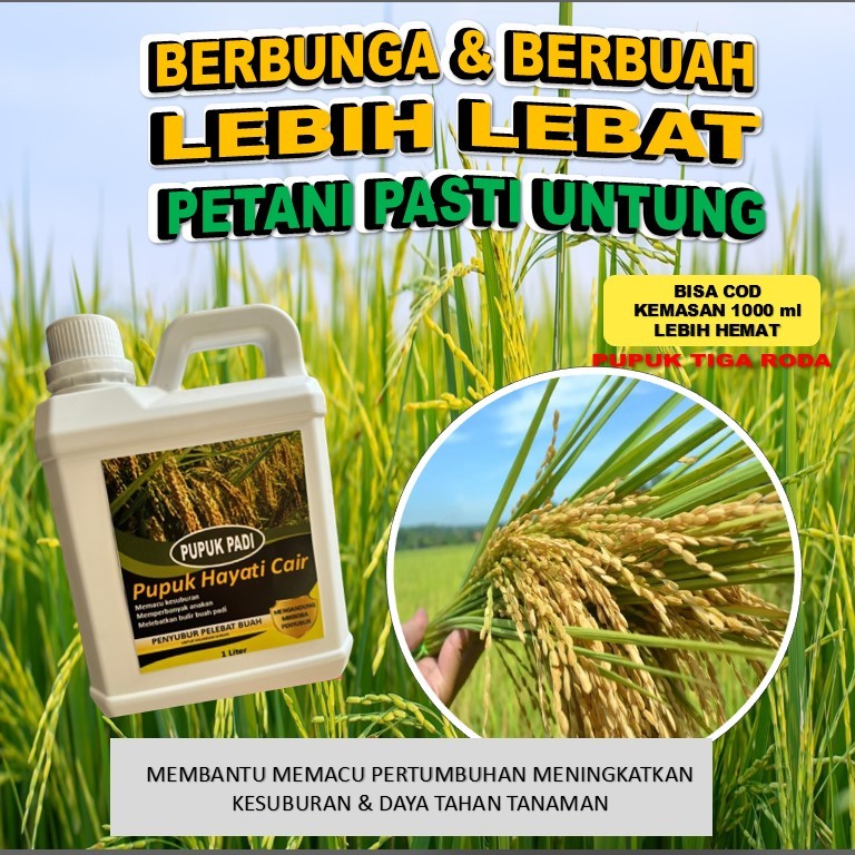 Jual Pupuk Booster Padi / Pupuk Cair Padi / Pupuk Semprot Untuk Tanaman ...