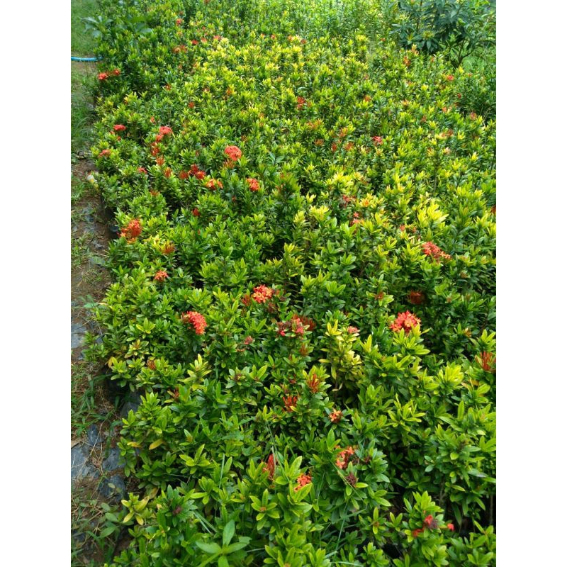 Jual Bunga Asoka Merah, Putih, Pink, Orange | Shopee Indonesia