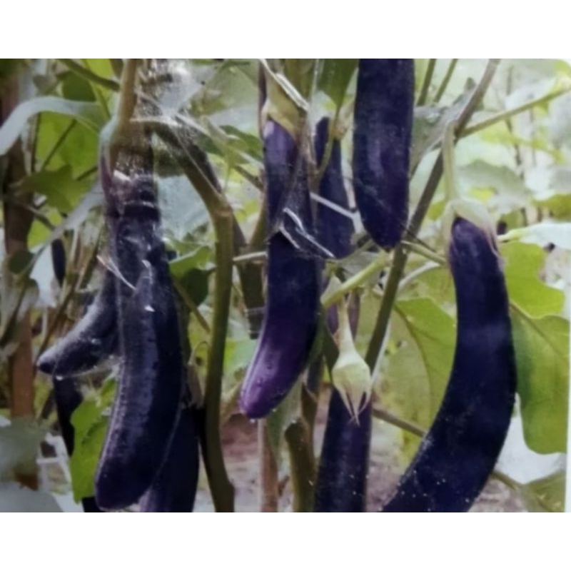 Jual 25 Butir BENIH TERONG UNGU YUVITA ( Kemasan Repack ) | Shopee Indonesia