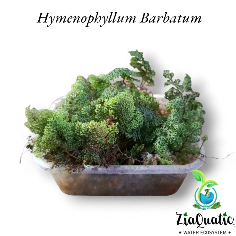 Jual Hymenophyllum Barbatum - Tanaman Hias Paludarium Terrarium Indoor ...