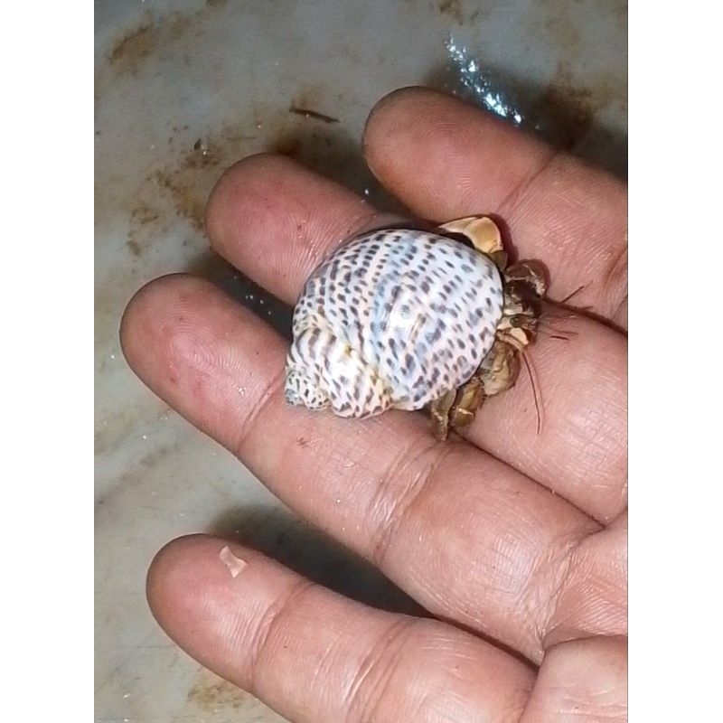 Jual Kelomang cangkang lorek | Shopee Indonesia