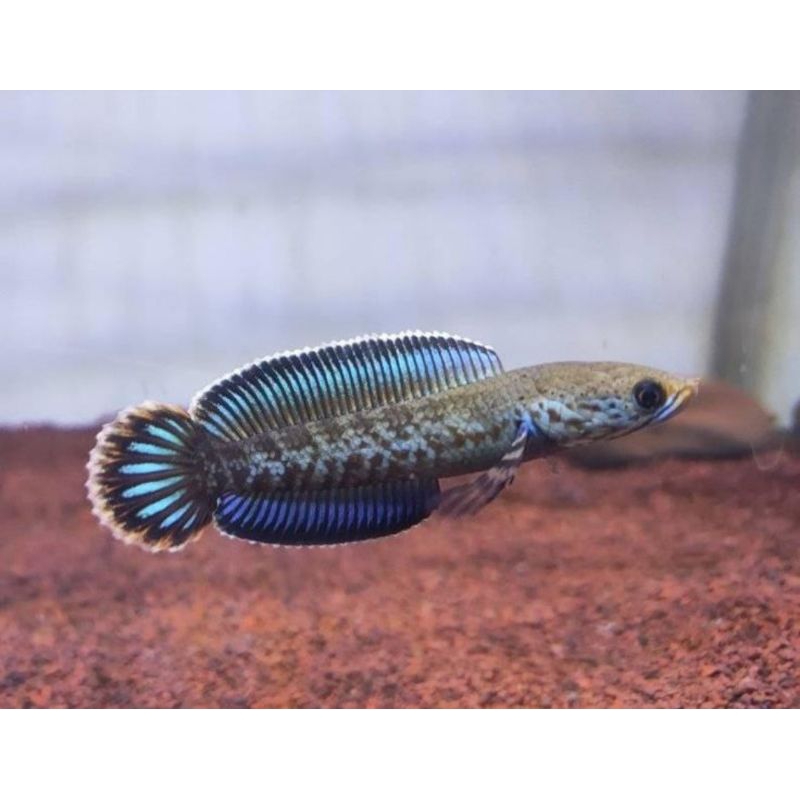 Jual channa andrao gondrong 5-6cm canna rim tebal spek kontes full ...