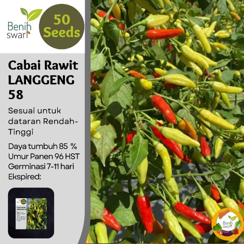 Jual Benih Swari: (isi 50 butir) Benih Cabe / Cabai Rawit Unggul ...