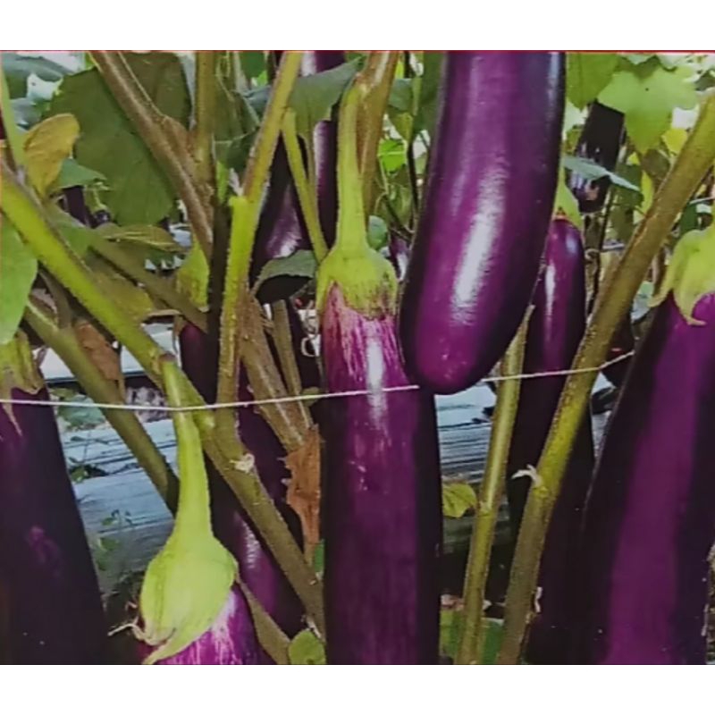 Jual 25 Butir BENIH TERONG UNGU TORINO ( Kemasan Repack ) | Shopee Indonesia