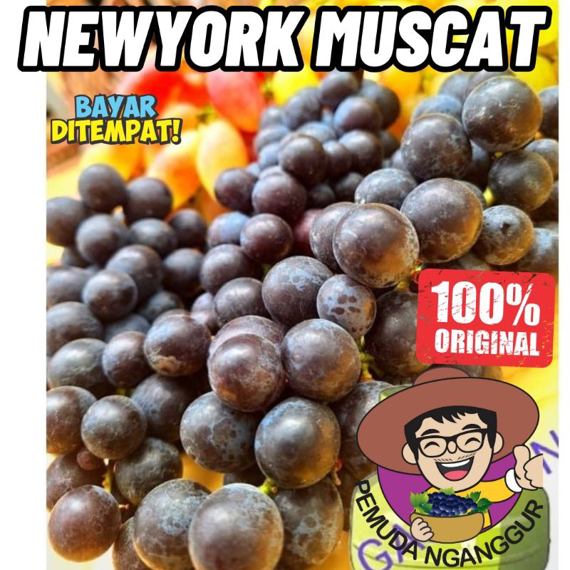 Jual Bibit Anggur NEW YORK MUSCAT | Shopee Indonesia
