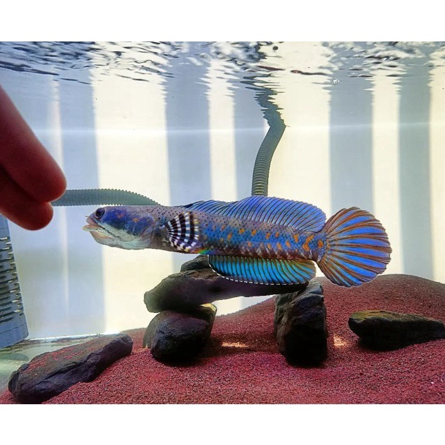 Jual Paling Kekinian pemanis aquarium channa blue pulchra 11 12 13 ...