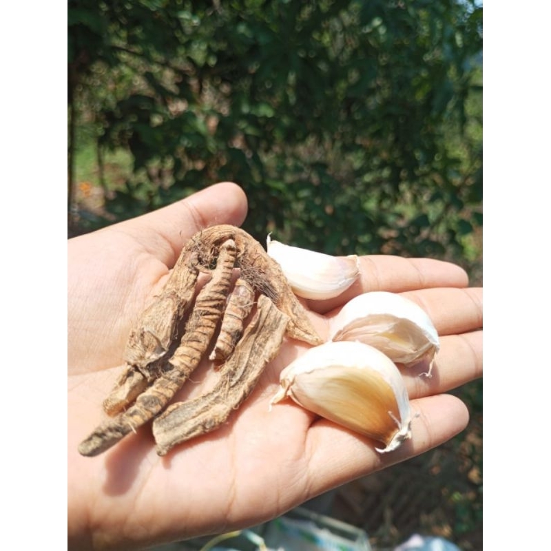 Jual TERMURAH PAKET DLINGO BAWANG BATANG DLINGO KERING BAWANG SEGAR ...
