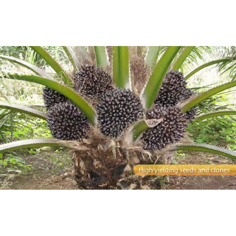 Jual Benih Bibit polong sawit PPKS DURA asli Bersertifikat buah Besar ...
