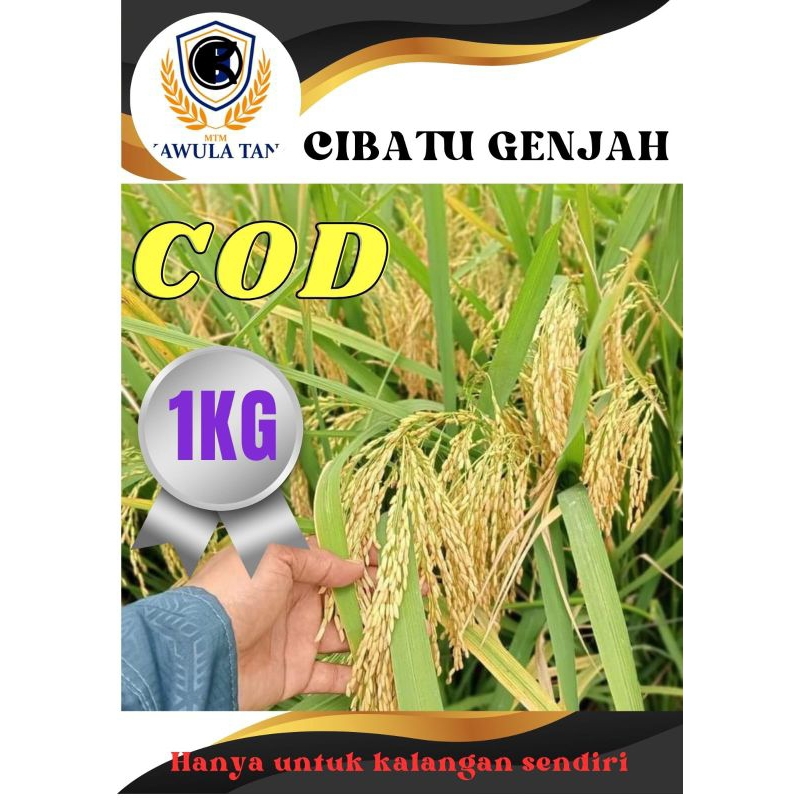 Jual BENIH PADI CIBATU GENJAH 1KG | Shopee Indonesia