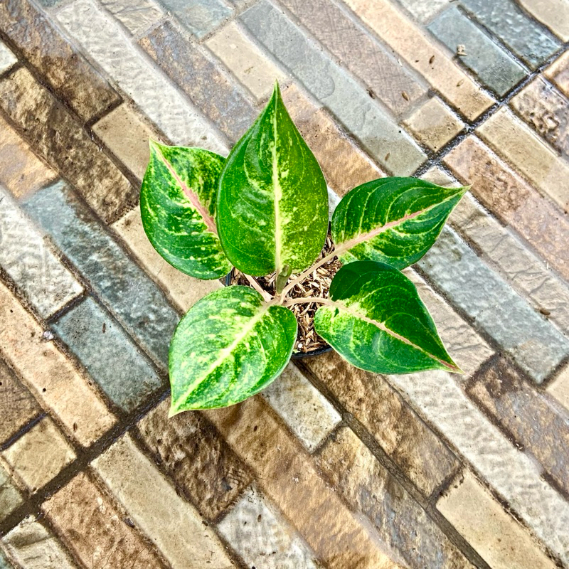 Jual Aglaonema Golden siam | Shopee Indonesia