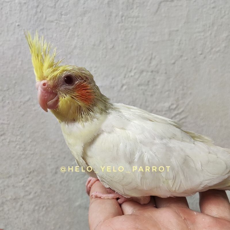 Jual Falk / Parkit Australia Lutino MM | Shopee Indonesia