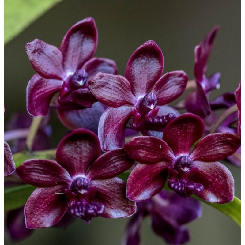 Jual Vanda X Rhy Sri Siam Kondisi Dewasa | Shopee Indonesia