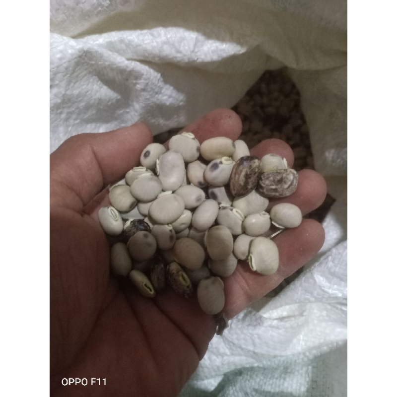 Jual Kacang koro benguk kering 1kg | Shopee Indonesia