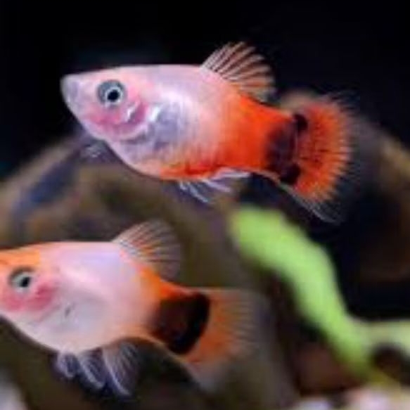 Jual molly platy caroline isi 20 free pelet | Shopee Indonesia