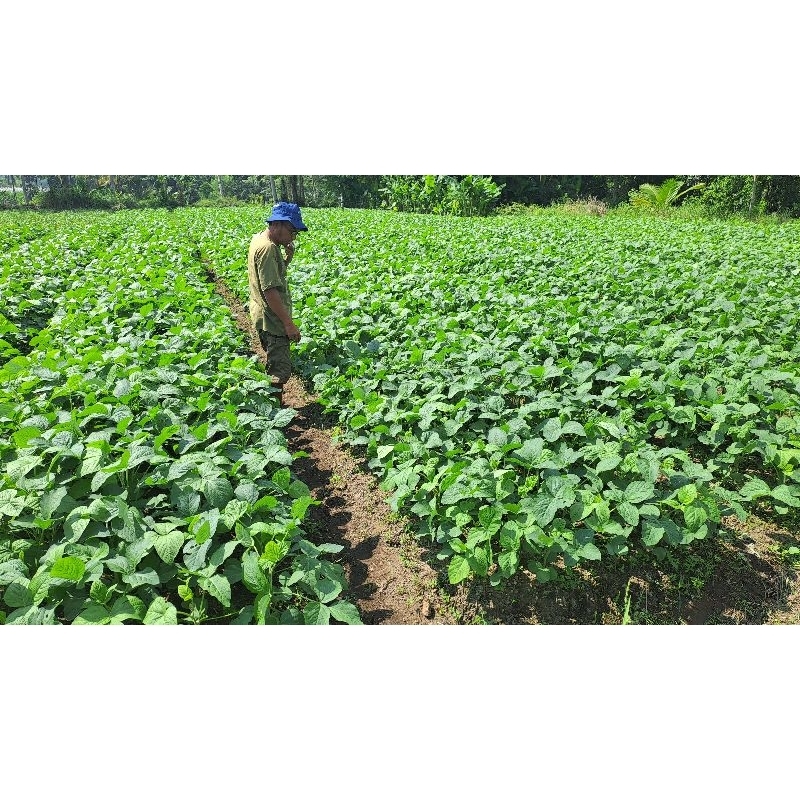 Jual Benih Edamame Ryuko 1 kg | Shopee Indonesia