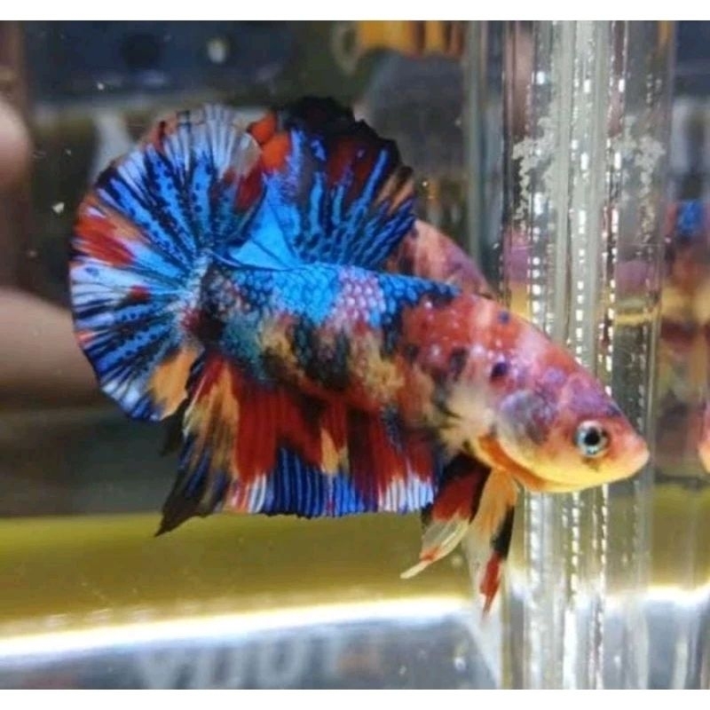 Jual Stiker Cupang Multicolor Plakat Multi Color Jantan Betina Hiasan ...