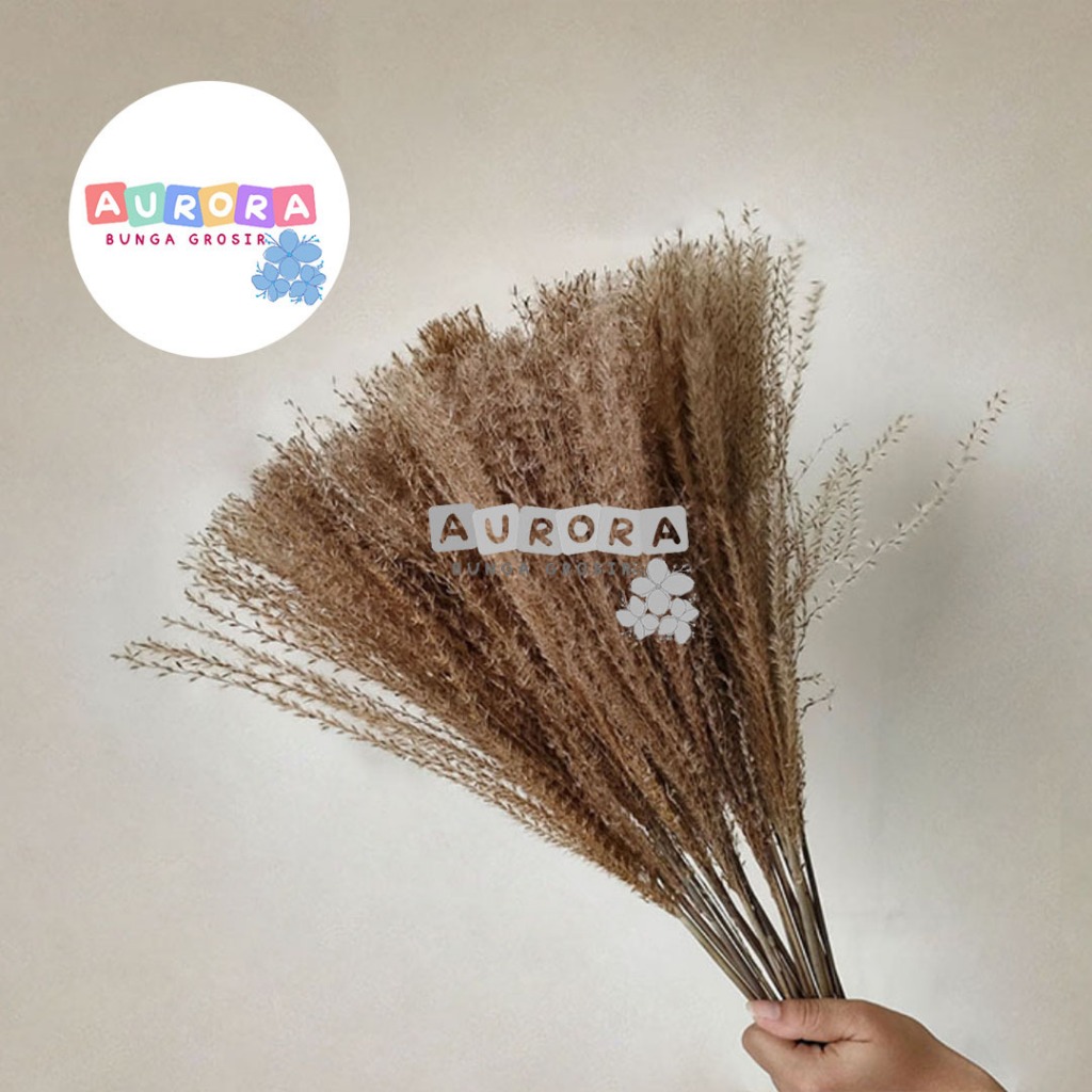 Jual Dried Pampas Reed Natural Bunga Kering Rumput Bulu Asli Impor ...