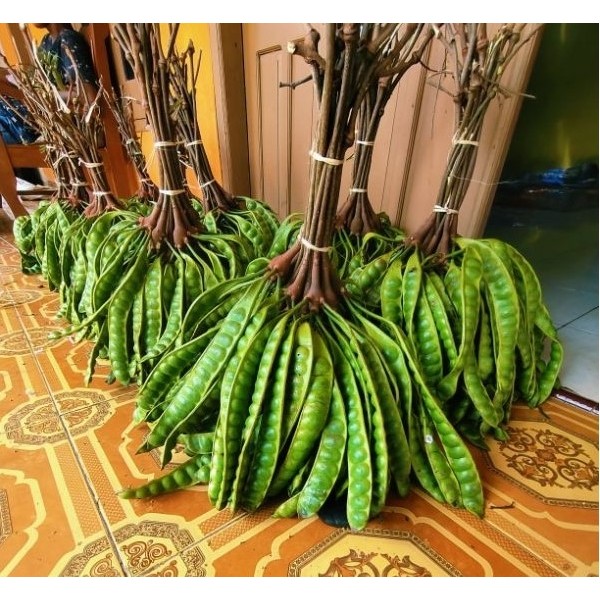 Jual pete tua pendek isi 10 papan pete petai wonogiri pete padi sudah ...