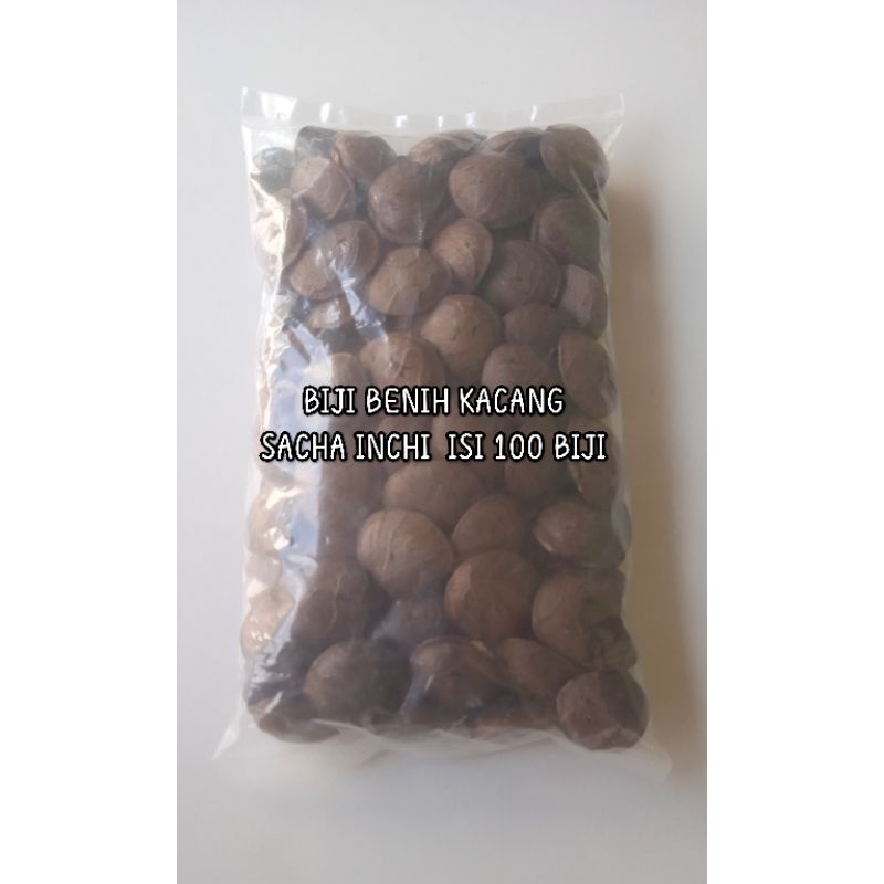 Jual Biji Benih Kacang Sacha Inchi Biji Pilihan isi [ 100 Biji ...