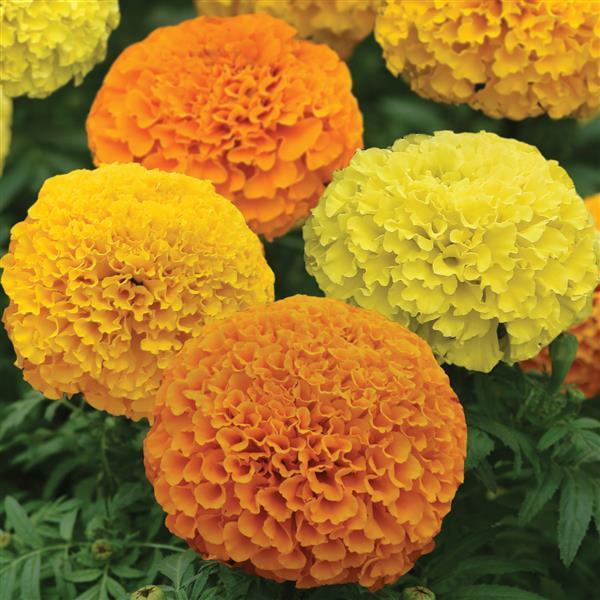 Jual biji benih bunga import african marigold INCA F1 tahi ayam pendek ...