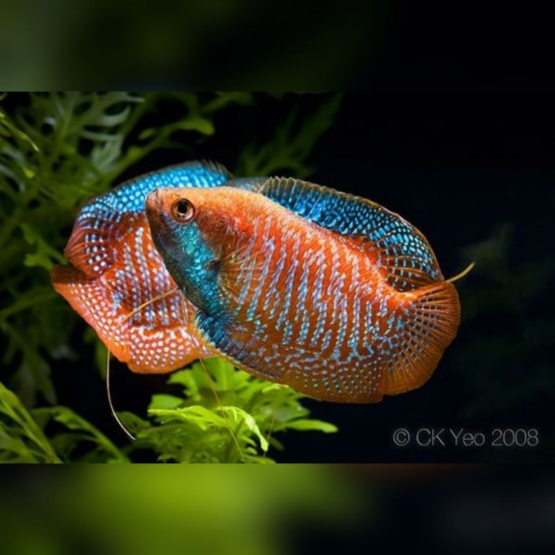 Jual Ikan Hias Sepat Ralis Sepat Thailand Hiasan Aquarium Kolam Tank ...