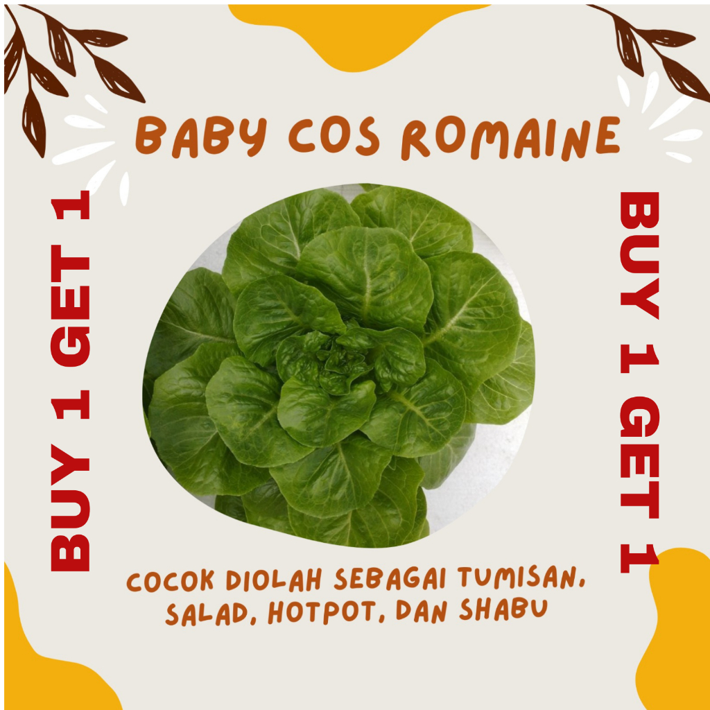 Jual BUY 1 GET 1 SELADA MINI ROMAINE (HIDROPONIK) | Shopee Indonesia
