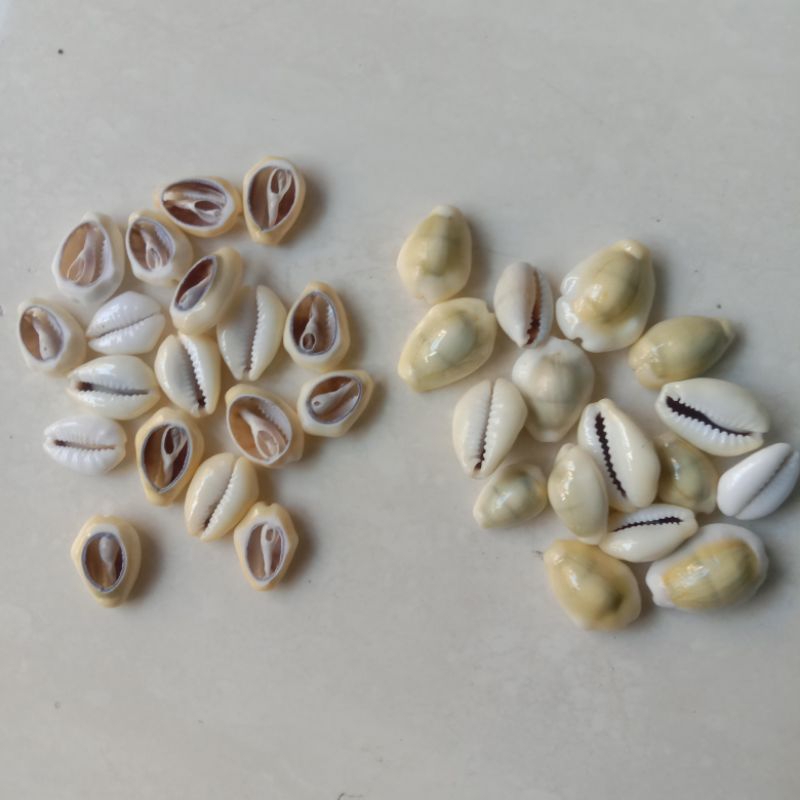 Jual Buli Kuning | Kerang Kuning | Cyprea Annulus | Shopee Indonesia