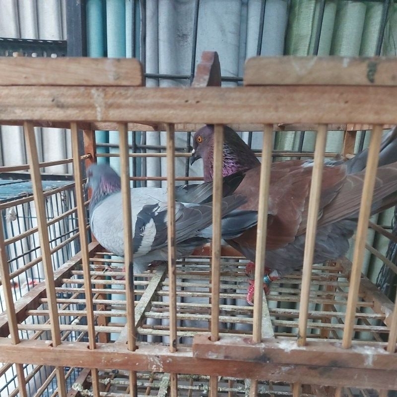 Jual burung merepati burung dara hidup burung merepati giring 1 pasang ...