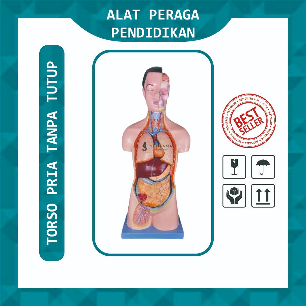 Jual Torso Setengah Badan (Pria atau Wanita) | Shopee Indonesia