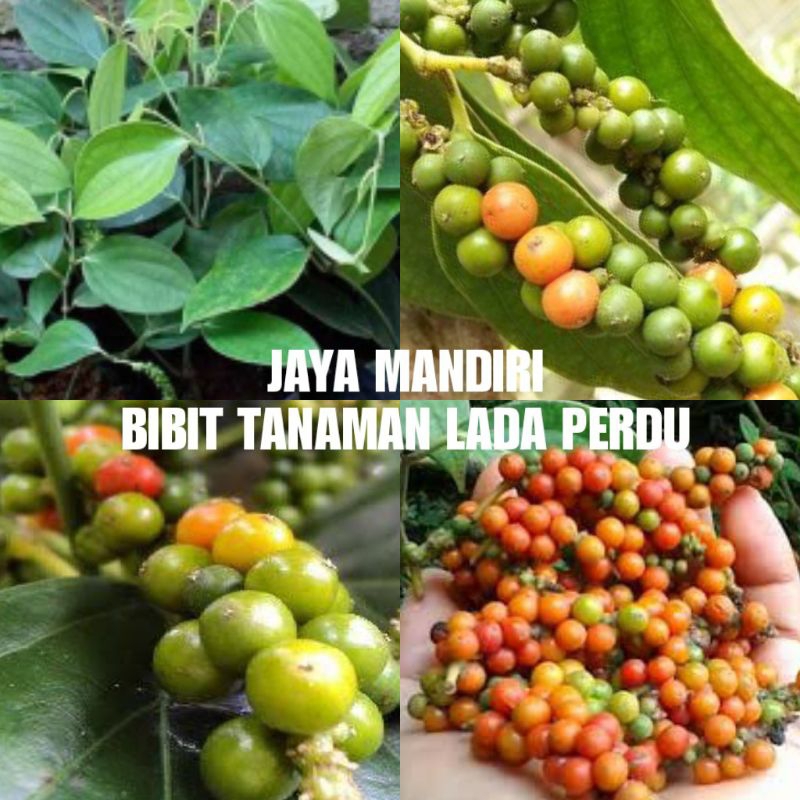 Jual BIBIT LADA PERDU (SIAP TANAM) | Shopee Indonesia